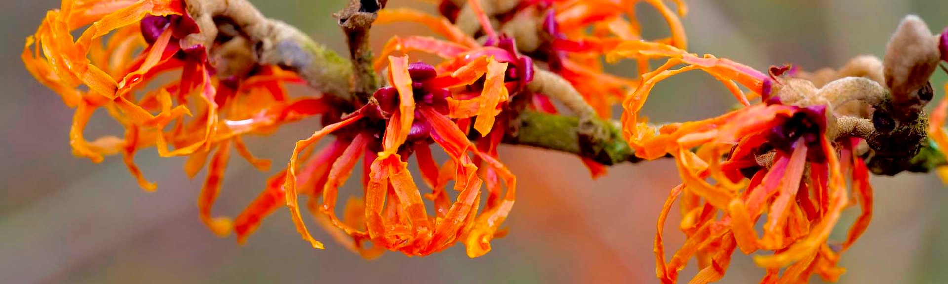 Гамамелис: что это такое, применение в косметике для лица и тела